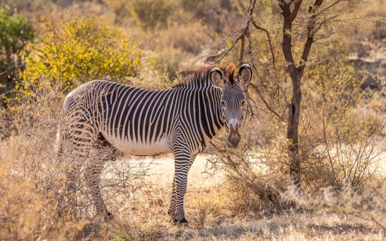 Grevyzebra (Equus grevyi) im Steckbrief - Merkmale, Vorkommen ... Grevyzebra (Equus grevyi) im Steckbrief - Merkmale, Vorkommen ...
