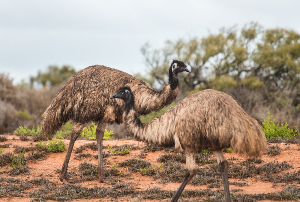 Großer Emu (Dromaius novaehollandiae) im Steckbrief - Merkmale ...