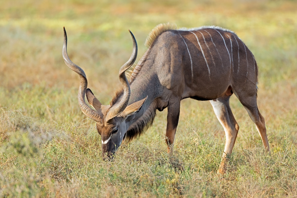 Großer Kudu (Tragelaphus strepsiceros) im Steckbrief - Merkmale, Vorkommen, Verhalten etc.