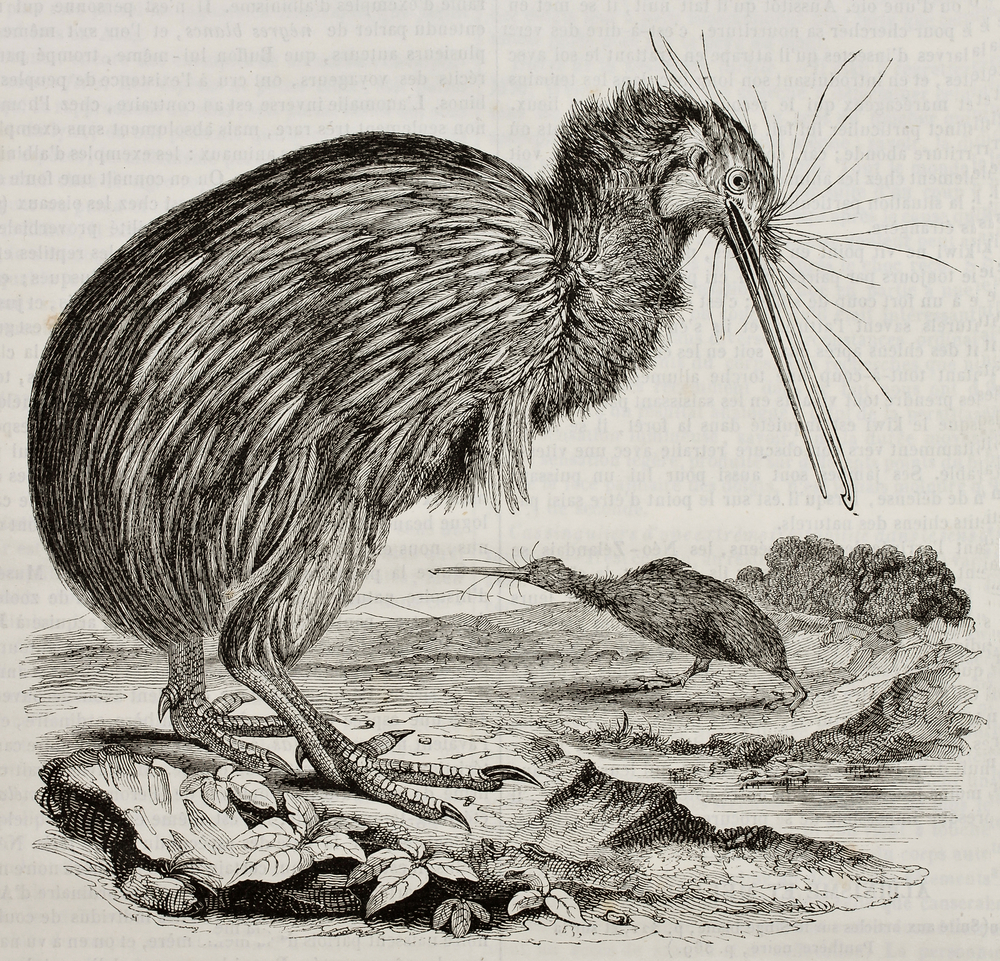 Kiwis (Apterygidae) - Tierenzyklopaedie