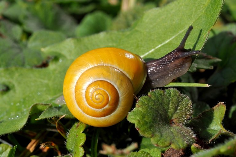 Hain-Bänderschnecke (Cepaea nemoralis) im Steckbrief - Merkmale ... Hain-Bänderschnecke (Cepaea nemoralis) im Steckbrief - Merkmale ...