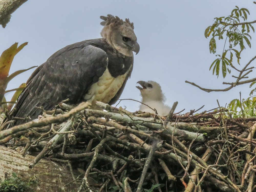 Harpyie (Harpia harpyja) im Steckbrief - Merkmale, Vorkommen, Verhalten ... Harpyie (Harpia harpyja) im Steckbrief - Merkmale, Vorkommen, Verhalten ...
