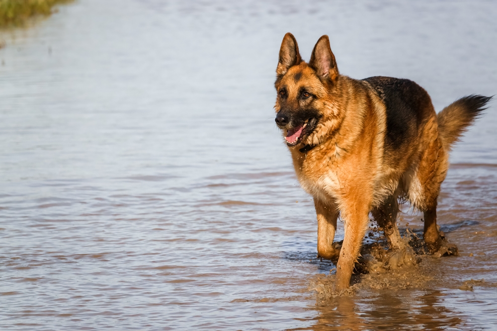 Hunde (Canidae) - Tierenzyklopaedie