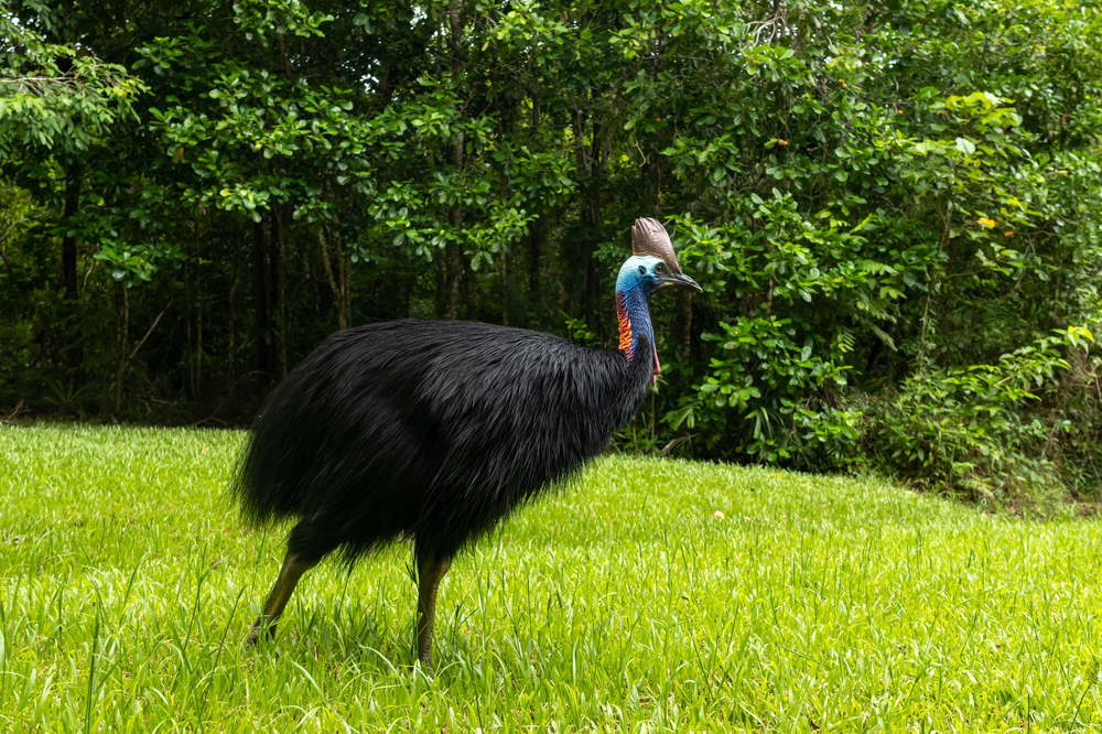 Kasuare (Casuariidae) - Tierenzyklopaedie
