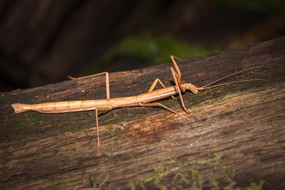 Indische Stabheuschrecke (Carausius morosus) im Steckbrief - Merkmale, Vorkommen, Verhalten etc.