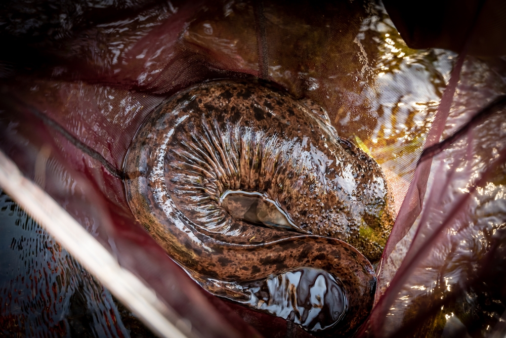 Riesensalamander (Cryptobranchidae) - Tierenzyklopaedie