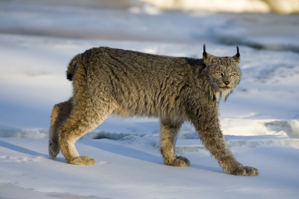 Kanadischer Luchs (Lynx canadensis) im Steckbrief - Merkmale, Vorkommen ...
