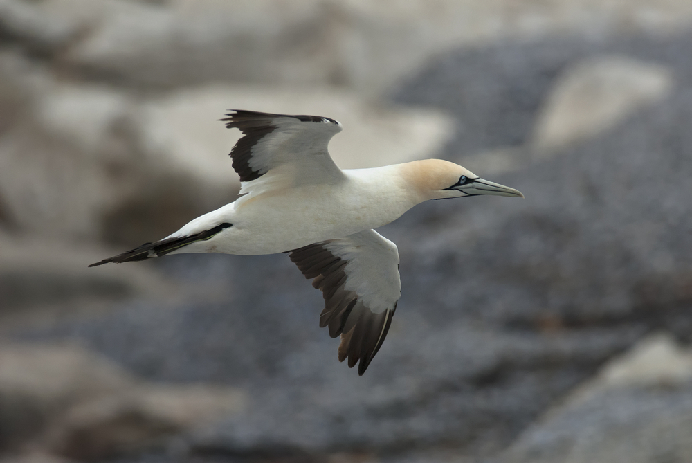 Kaptölpel (Morus capensis) im Steckbrief - Merkmale, Vorkommen ...