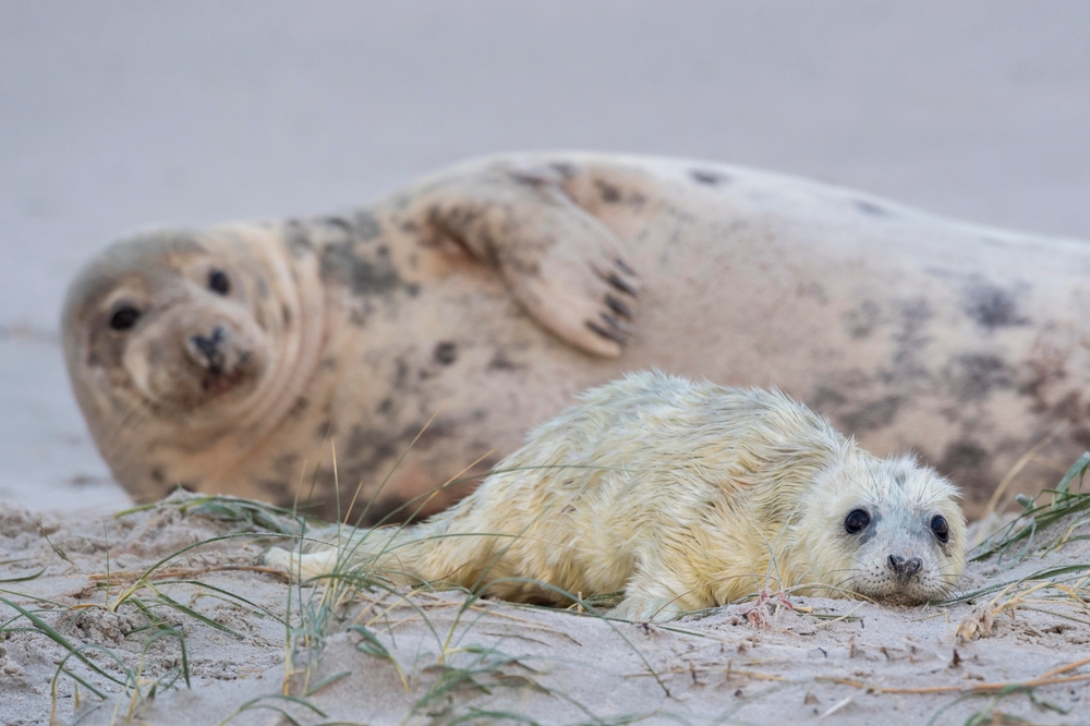 Kegelrobbe im Steckbrief - Merkmale, Vorkommen, Verhalten etc.