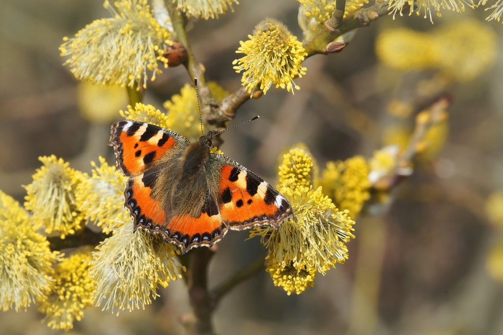 Kleiner Fuchs (Aglais urticae) im Steckbrief - Merkmale, Vorkommen ...