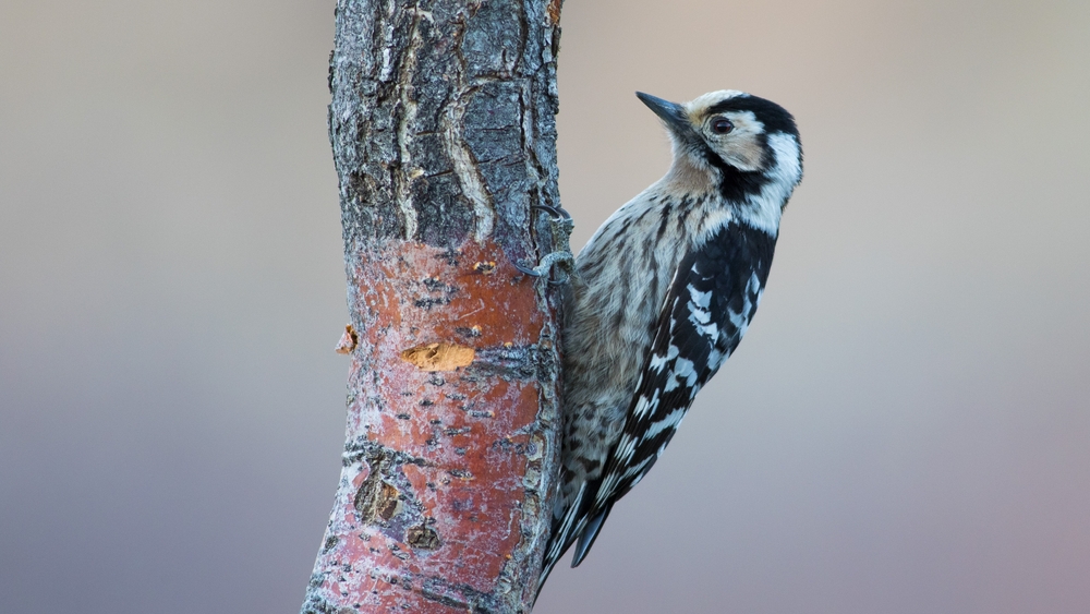 Kleinspecht (Dryobates minor) im Steckbrief - Merkmale, Vorkommen ...