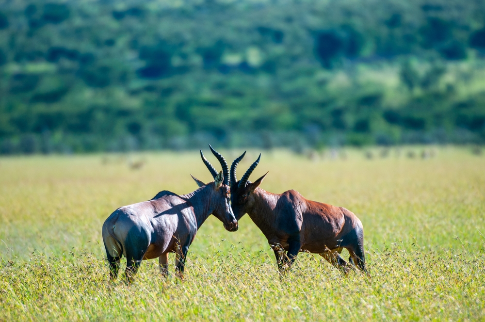Paarhufer (Artiodactyla) - Tierenzyklopaedie