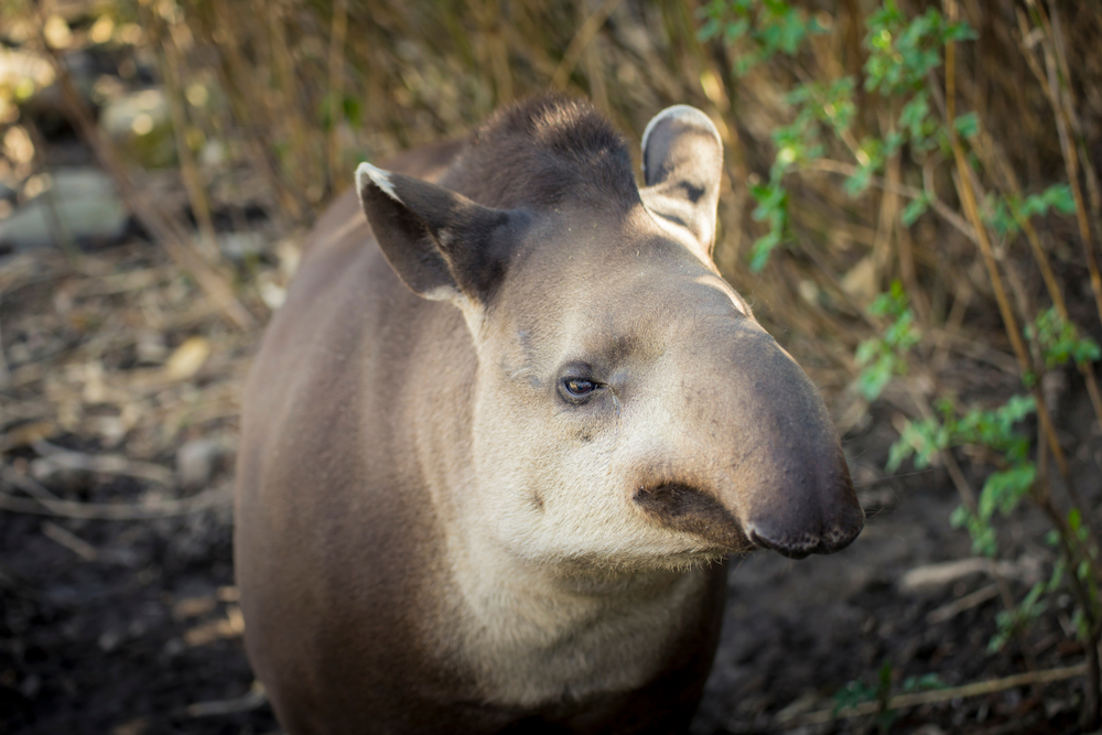 Mittelamerikanischer Tapir (Tapirus bairdii) im Steckbrief - Merkmale ...