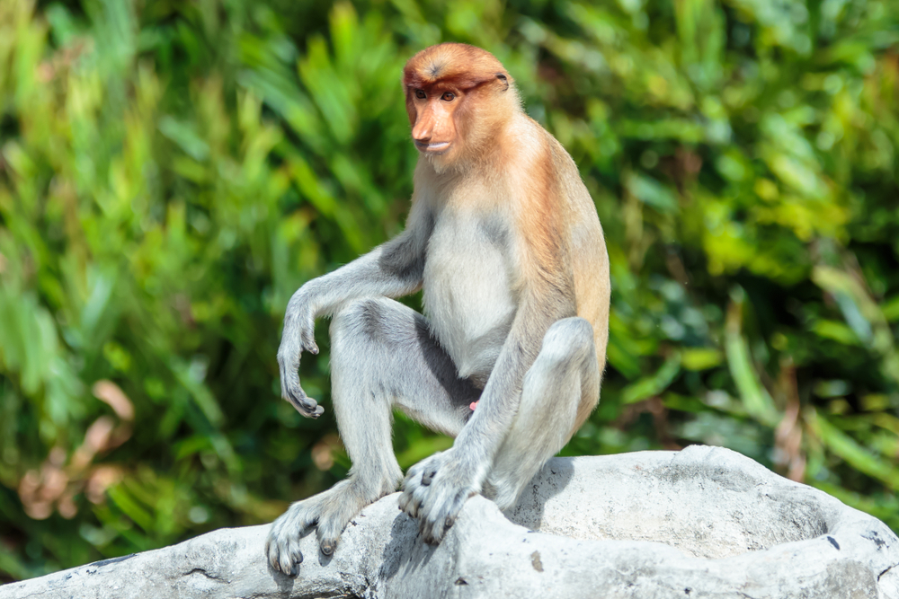 Nasenaffe (Nasalis larvatus) im Steckbrief - Merkmale, Vorkommen ...