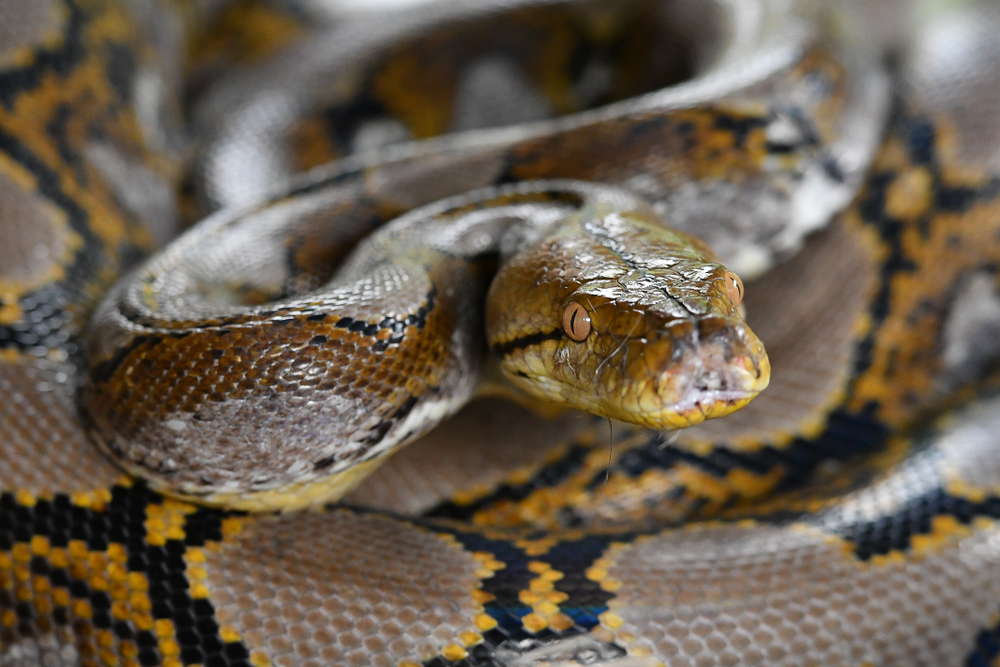 Netzpython (Python reticulatus) im Steckbrief - Merkmale, Vorkommen ...