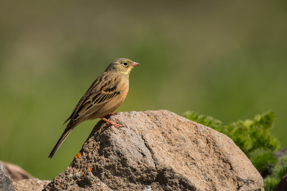 Ortolan (Emberiza hortulana) im Steckbrief - Merkmale, Vorkommen ...