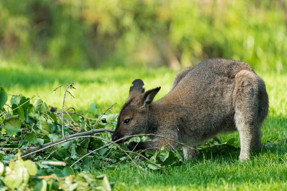 Parmawallaby (Macropus parma) im Steckbrief - Merkmale, Vorkommen ...