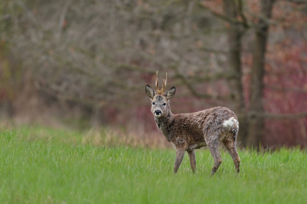Paarhufer (Artiodactyla) - Tierenzyklopaedie