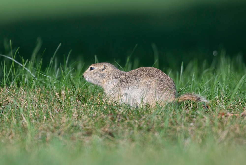Richardson-Ziesel (Urocitellus richardsonii) im Steckbrief - Merkmale ...