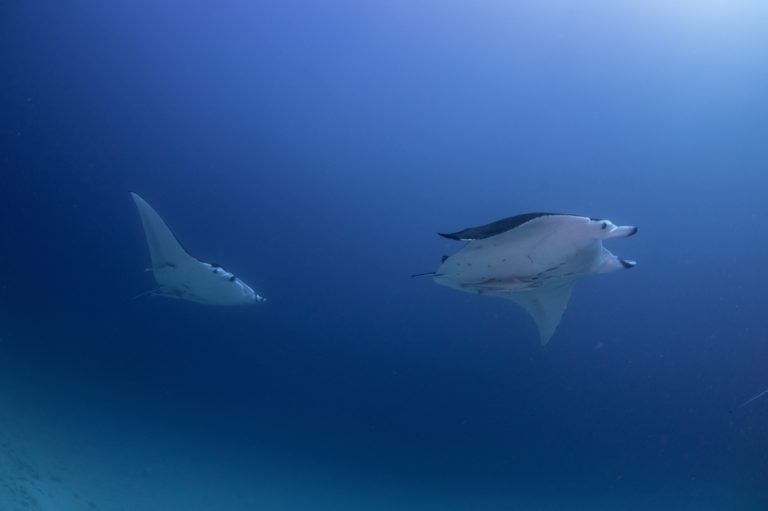 Riesenmanta (Mobula birostris) im Steckbrief - Merkmale, Vorkommen ...