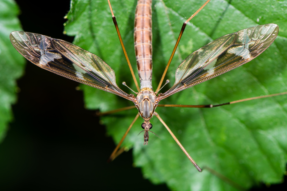 Riesenschnake (Tipula maxima) im Steckbrief - Merkmale, Vorkommen ...