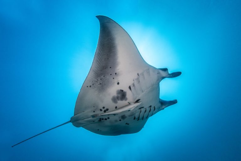 Riffmanta (Mobula alfredi) im Steckbrief - Merkmale, Vorkommen ...