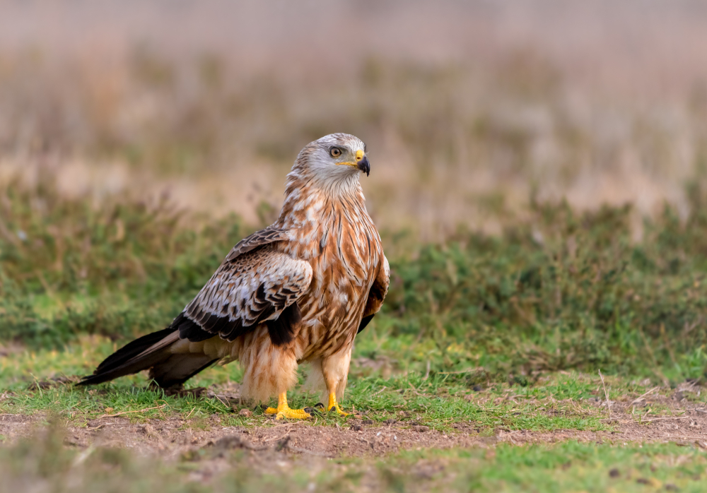 Rotmilan im Steckbrief - Merkmale, Vorkommen, Verhalten etc.