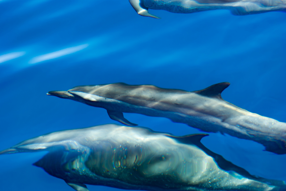 Delfine (Delphinidae) - Tierenzyklopaedie