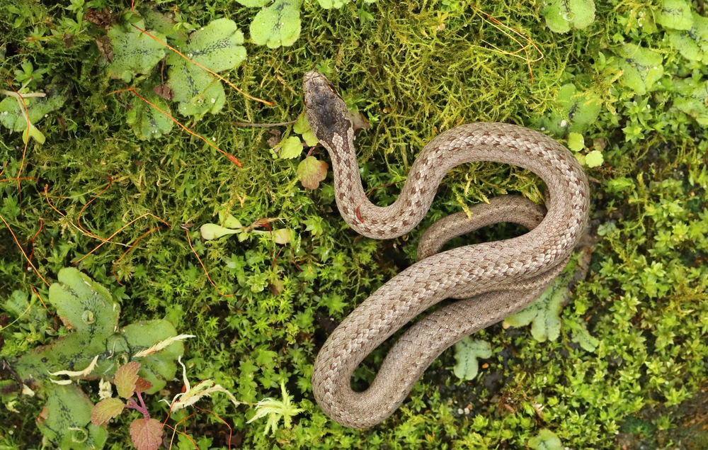 Schlingnatter (Coronella austriaca) im Steckbrief - Merkmale, Vorkommen ...