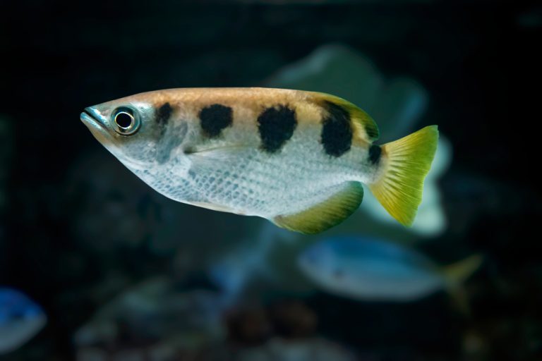 Schützenfisch (Toxotes jaculatrix) im Steckbrief - Merkmale, Vorkommen ...