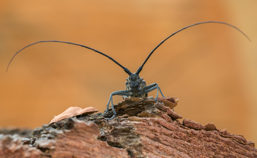 Schusterbock (Monochamus sutor) im Steckbrief - Merkmale, Vorkommen ...