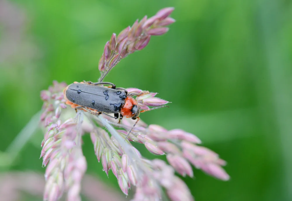 Soldatenkäfer (Cantharis fusca) im Steckbrief - Merkmale, Vorkommen ...