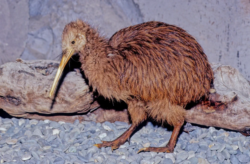 Streifenkiwi (Apteryx mantelli) im Steckbrief - Merkmale, Vorkommen ...