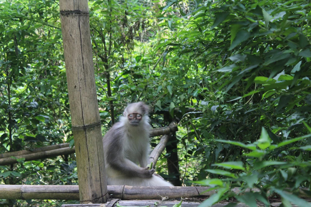 Sumatra-Langur (Presbytis melalophos) im Steckbrief - Merkmale ...