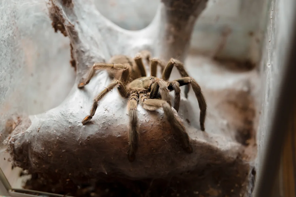 Tarantel (Lycosa tarantula) im Steckbrief - Merkmale, Vorkommen ...