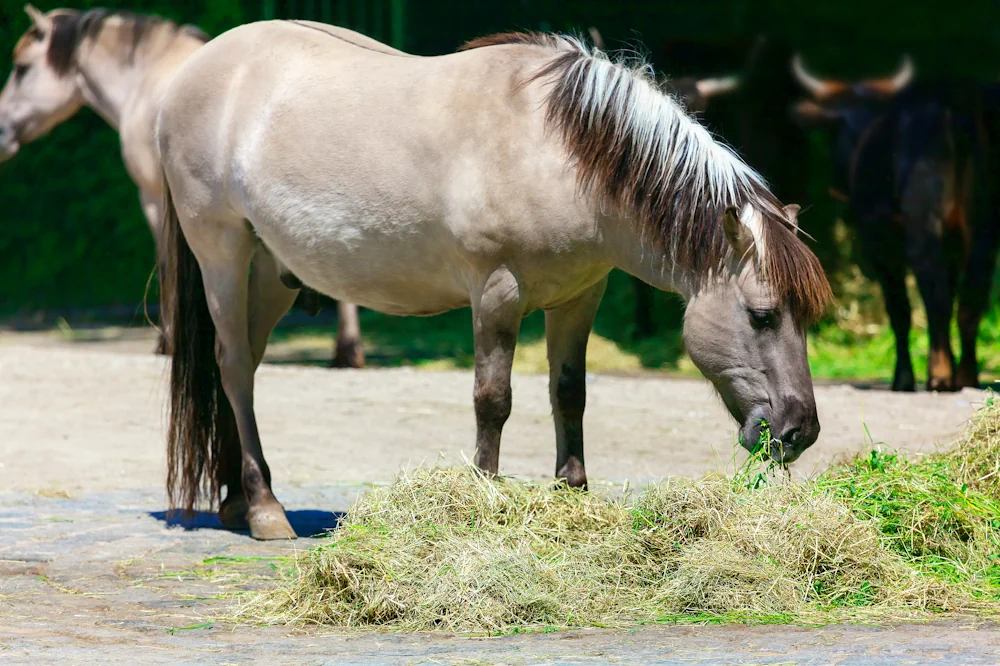 Tarpan (Equus ferus) im Steckbrief - Merkmale, Vorkommen, Verhalten etc.