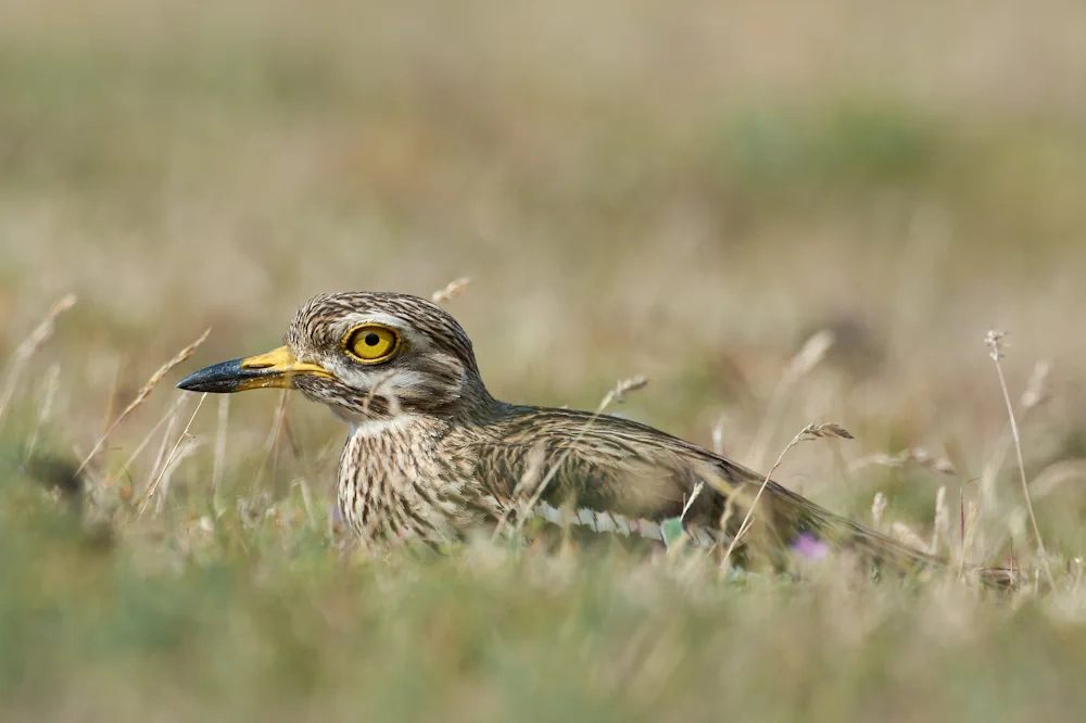 Triel (Burhinus oedicnemus) im Steckbrief - Merkmale, Vorkommen ...