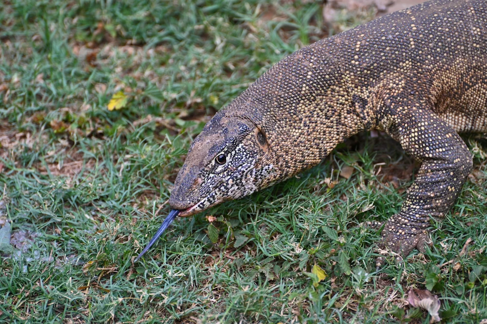 Warane (Varanus) im Steckbrief - Merkmale, Vorkommen, Verhalten etc.