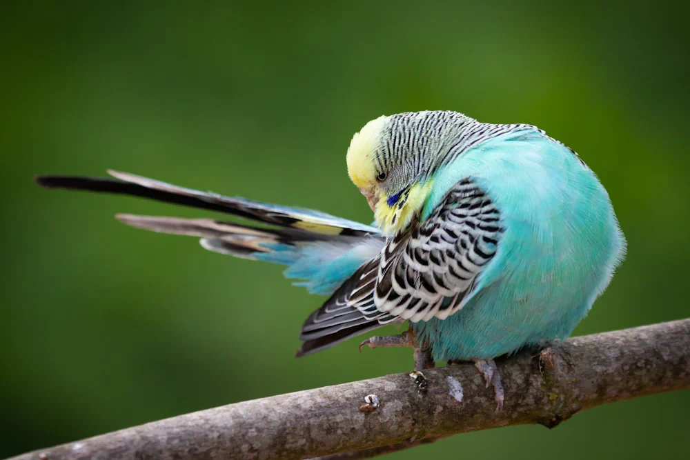 Wellensittich (Melopsittacus undulatus) im Steckbrief - Merkmale ...