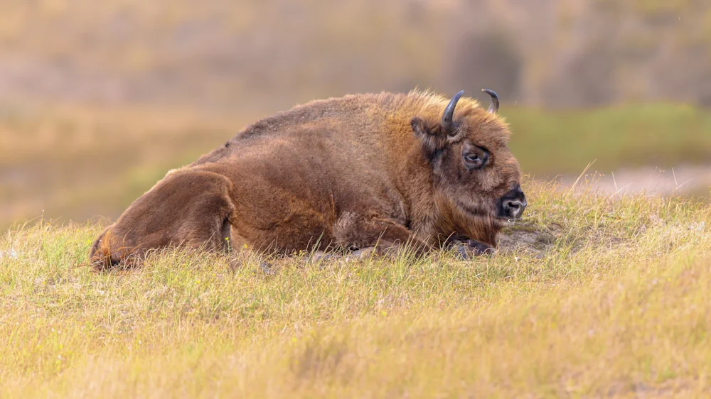 Wisent (Bison bonasus) im Steckbrief - Merkmale, Vorkommen, Verhalten etc.