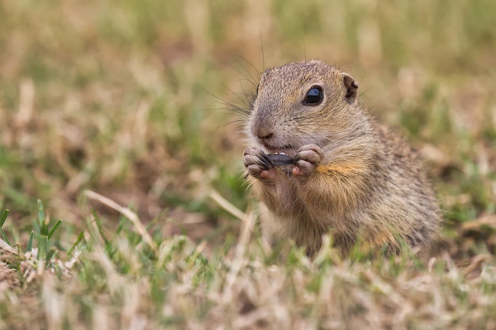 Ziesel (Spermophilus) im Steckbrief - Merkmale, Vorkommen, Verhalten etc.