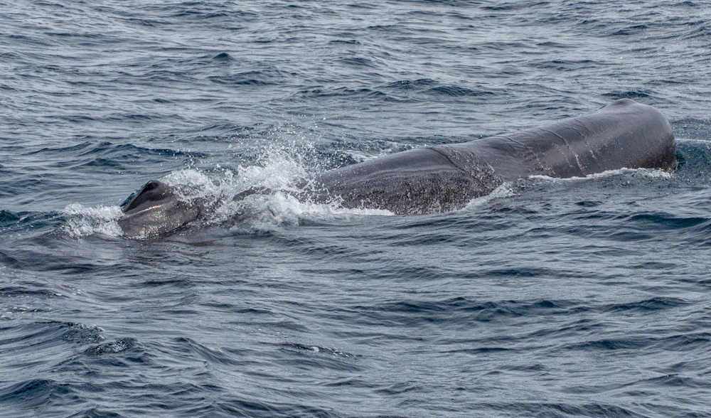 Zwerggrindwal (Feresa attenuata) im Steckbrief - Merkmale, Vorkommen ...