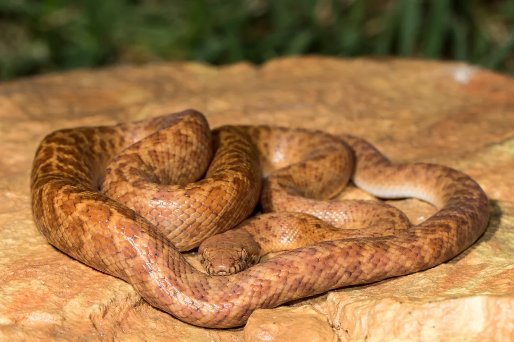 Zwergpython (Antaresia perthensis) im Steckbrief - Merkmale, Vorkommen ...