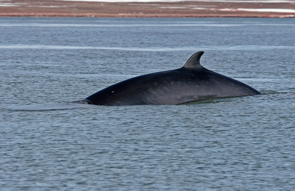 Zwergwal (Balaenoptera acutorostrata) im Steckbrief - Merkmale ...