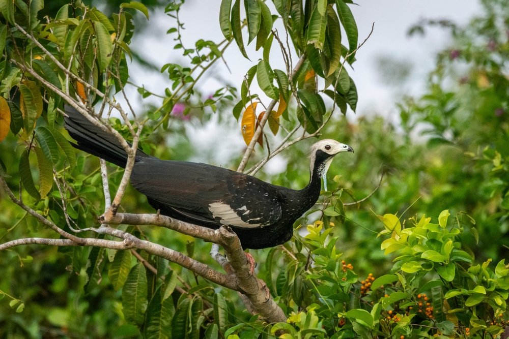 Aburria (Aburria aburri) im Steckbrief - Merkmale, Vorkommen, Verhalten ...