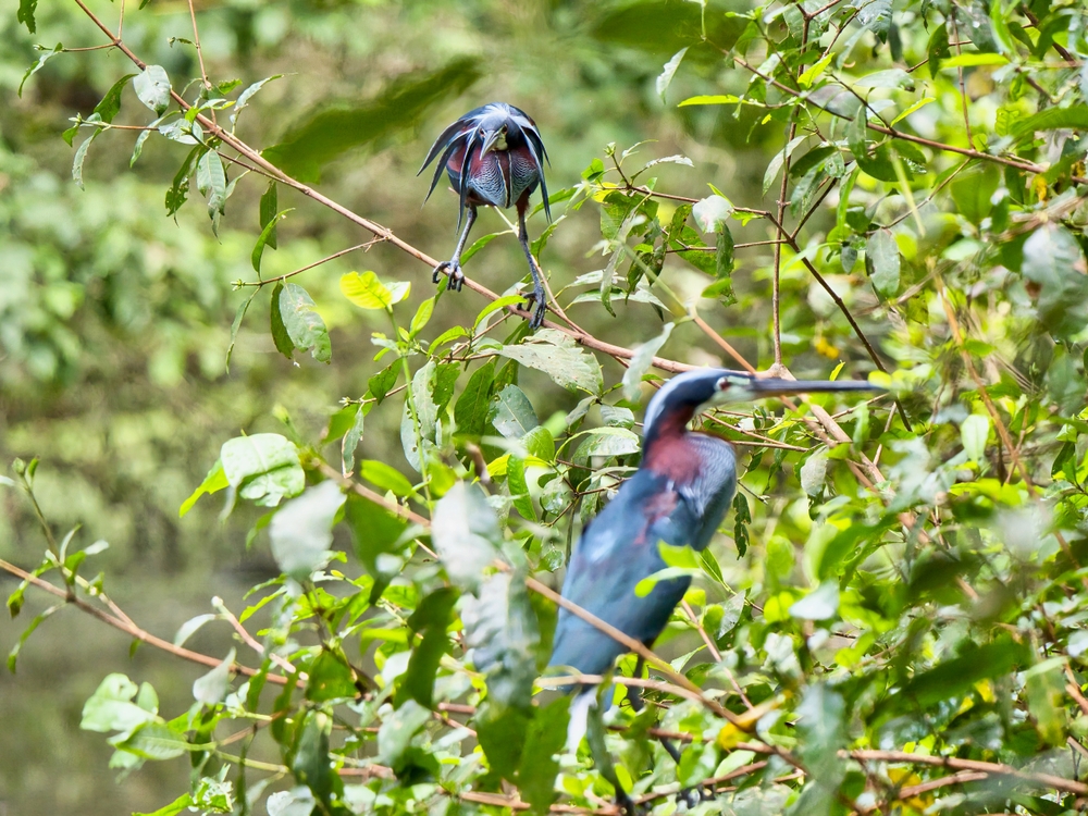 Agami-Reiher (Agamia agami) im Steckbrief - Merkmale, Vorkommen ...