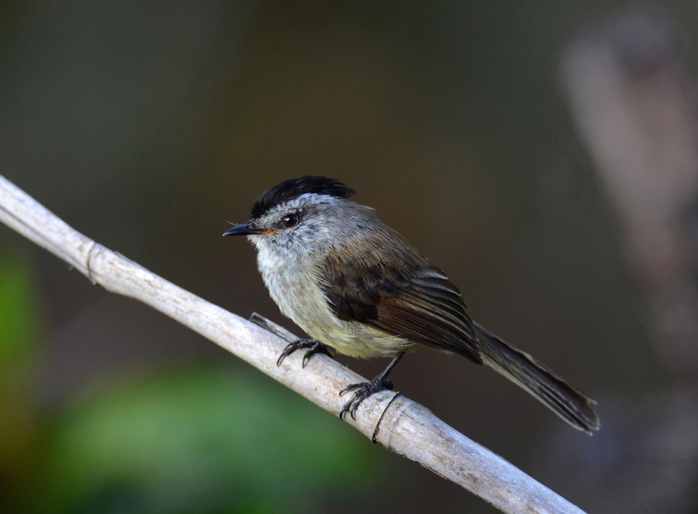 Agiler Schopftyrann (Uromyias agilis) im Steckbrief - Merkmale ...