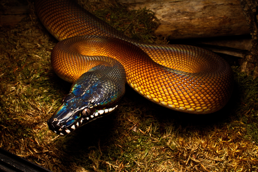 Albertis-Wasserpython (Leiopython albertisii) im Steckbrief - Merkmale ...