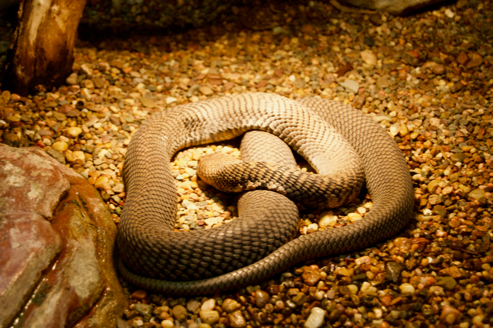 Amethystpython (Morelia amethistina) im Steckbrief - Merkmale ...