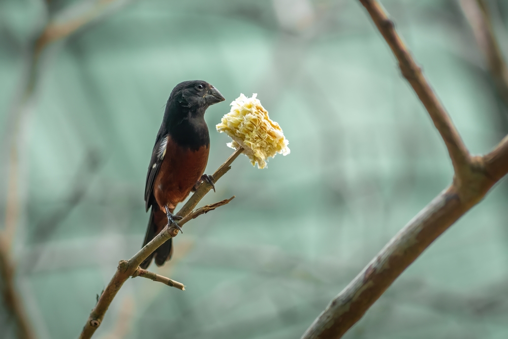 Angola-Reisammer (Oryzoborus angolensis) im Steckbrief - Merkmale ...